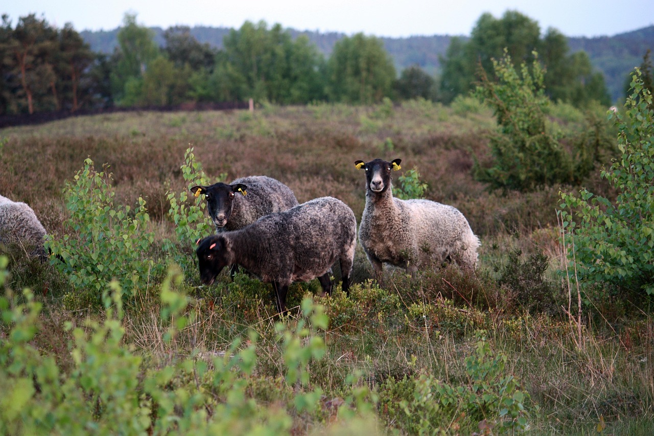 Farming Development - Below The Moor